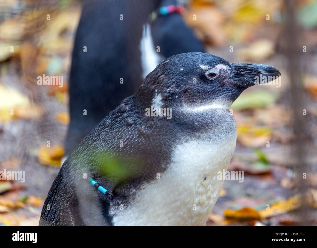 Experience the coastal charm of the African Penguin (Spheniscus ...