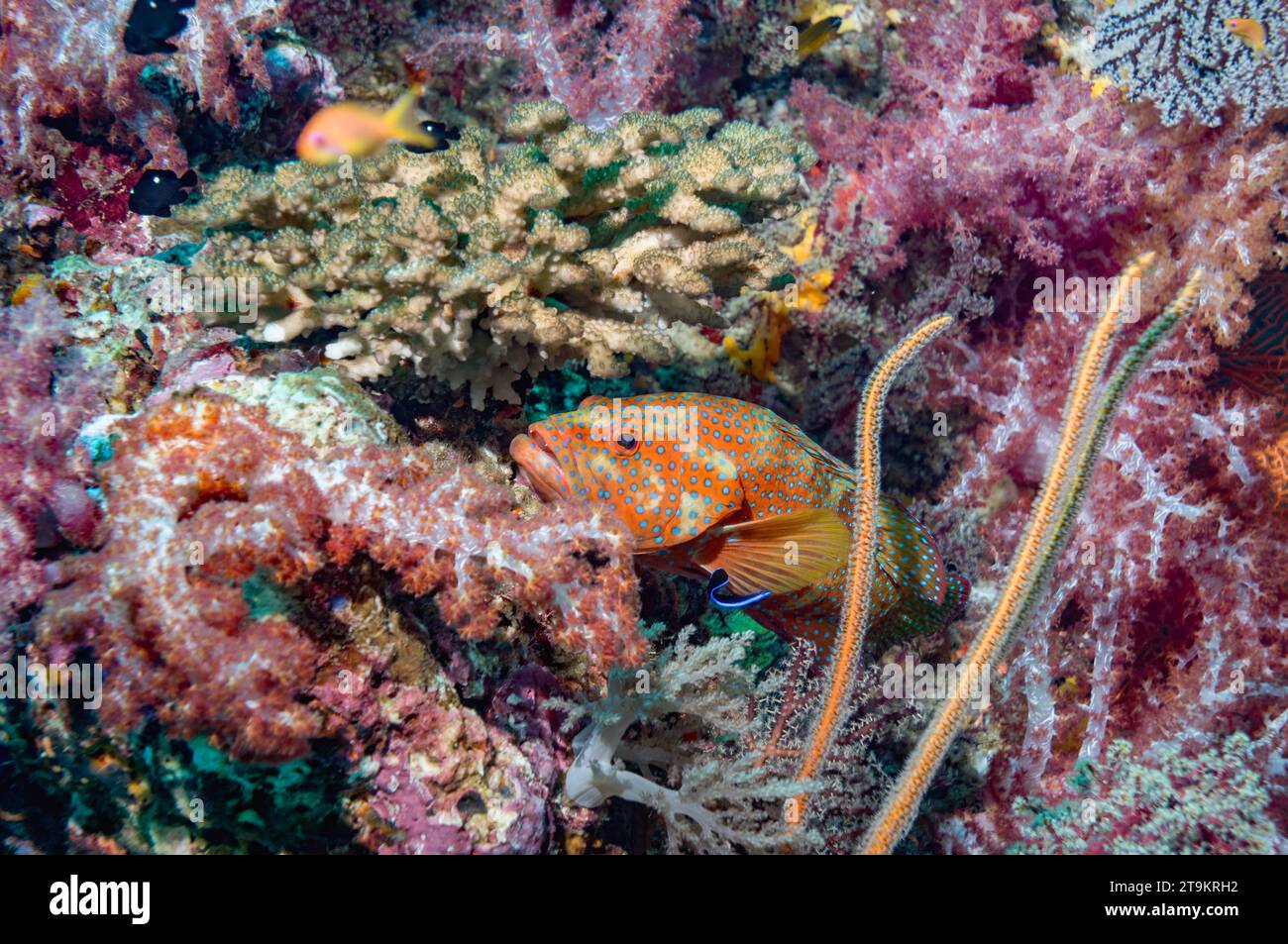 Coral hind (Cephlopholus miniata) lyibng in ambush with soft corals ...