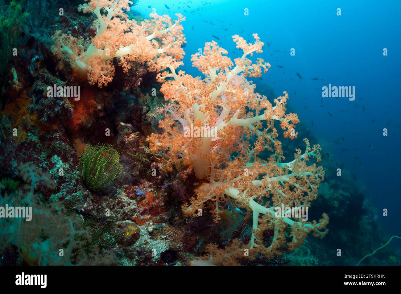 Coral reef scenery with Tree coral (Scleronephthya sp). Rinca, Komodo ...