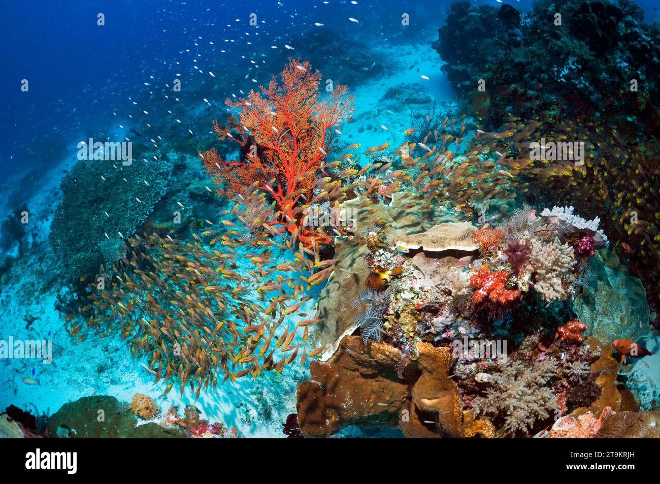 Coral reef with gorgonian and a school of Sweepers. Indonesia Stock ...