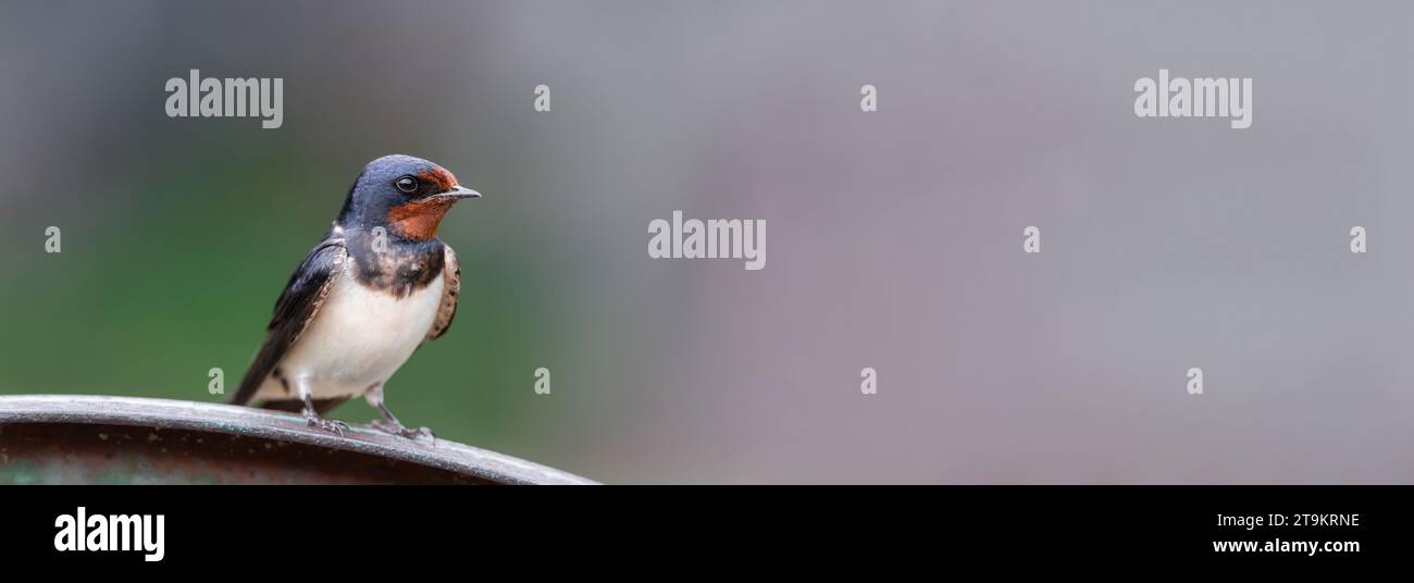 Barn swallow sitting on an iron railing. (Hirundo rustica) Bird in the ...