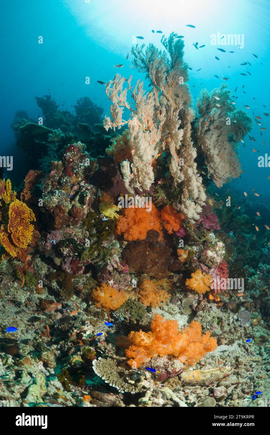 Gorgonians and Soft corals (Scleronephthya sp.) on reef. Komodo ...