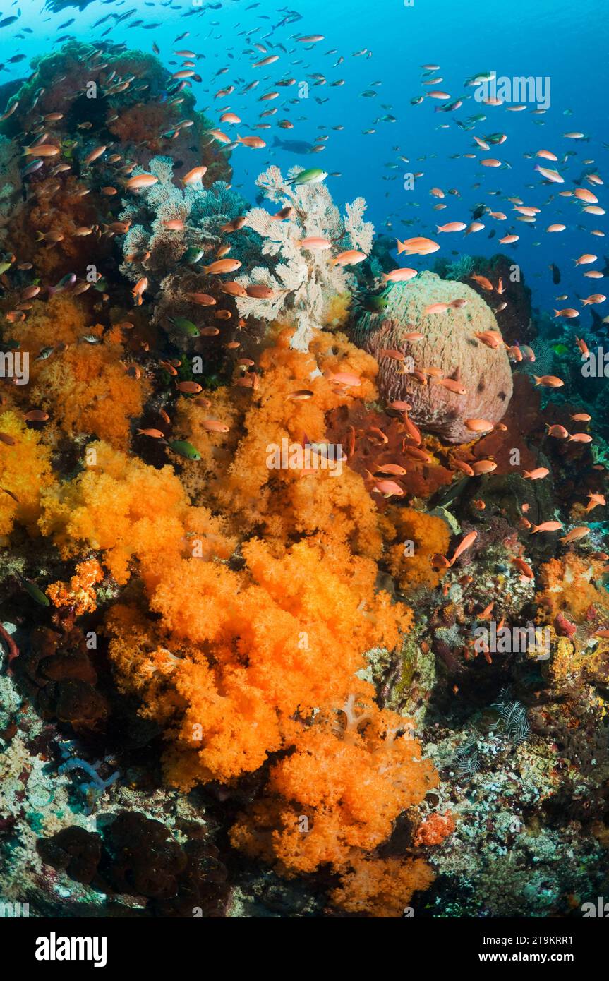 Coral reef scenery with soft corals (Scleronephthya sp.) and gorgonian ...