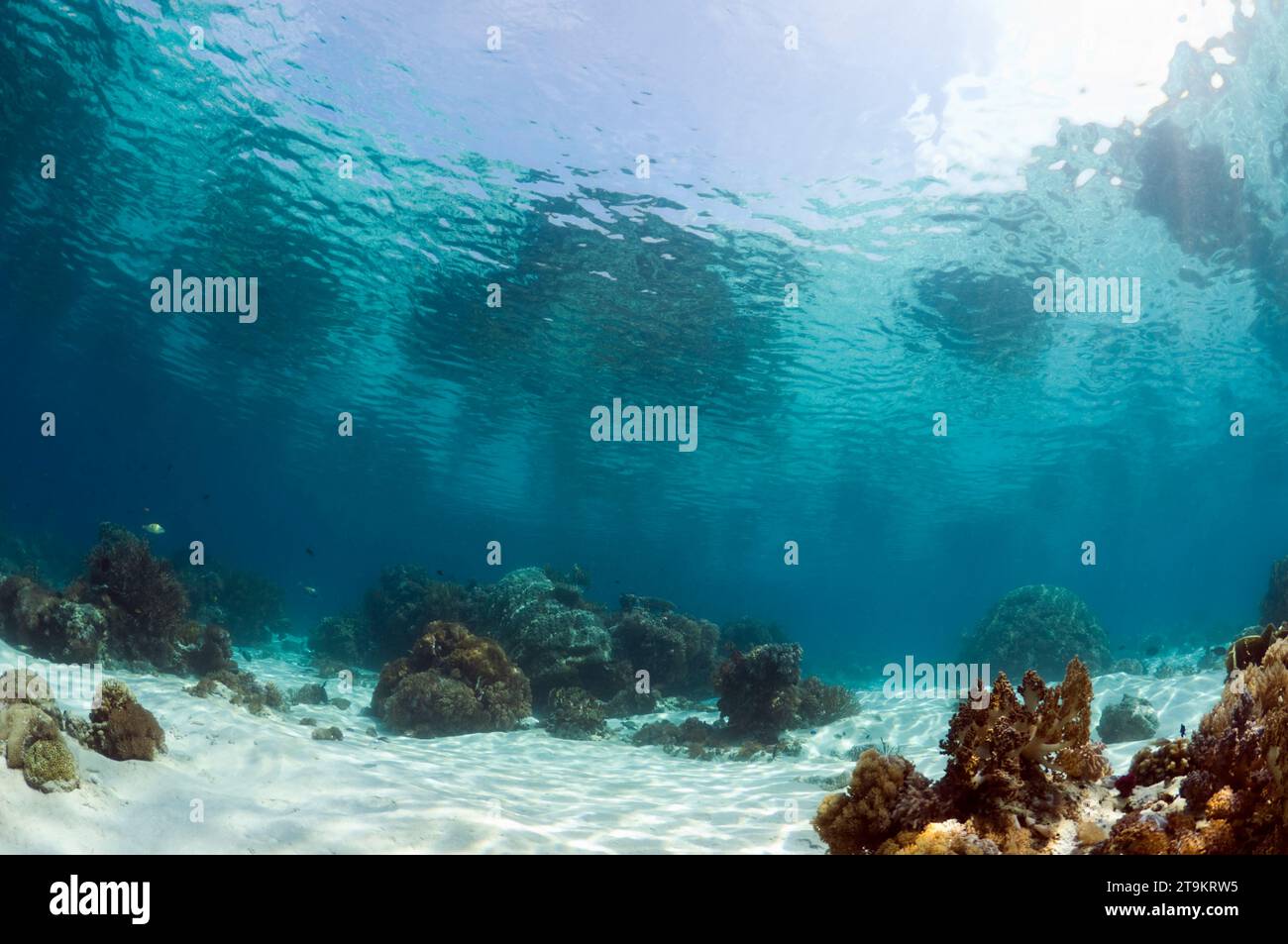 Coral sandy hi-res stock photography and images - Alamy