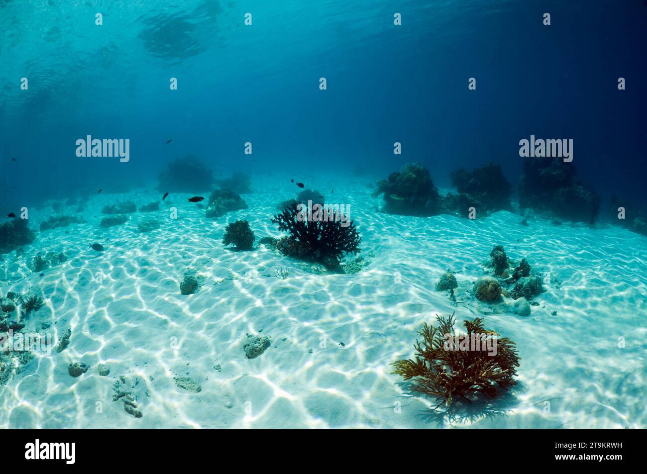 Coral sandy hi-res stock photography and images - Alamy