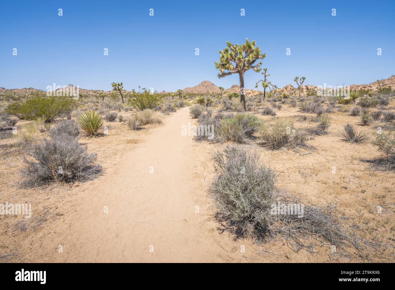 hiking the lost horse mine loop trail in joshua tree national park in ...