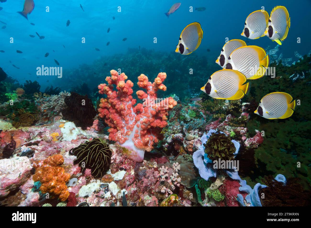 Panda butterflyfish (Chaetodon adiergastos) swimiing past soft coral ...