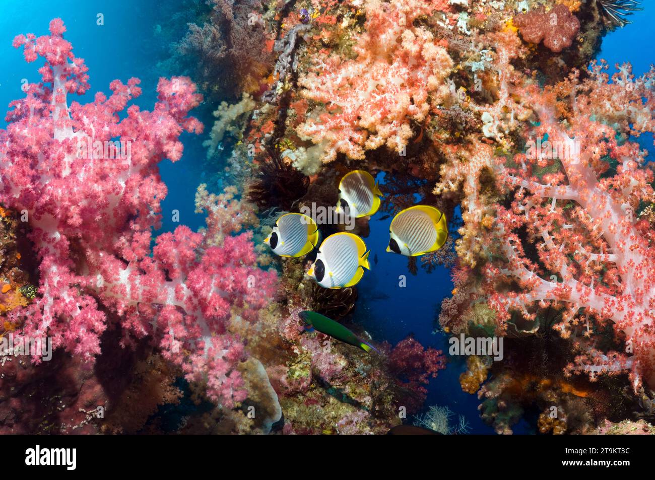 Coral reef with abundant soft corals and Panda butterflyfish (Chaetodon ...