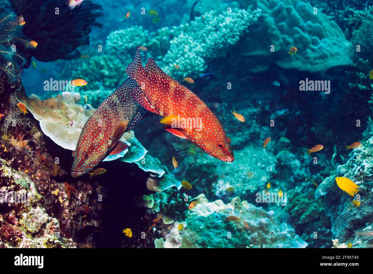 Coral hind (Cephlopholus miniata) in greeting ritual. Andaman Sea ...