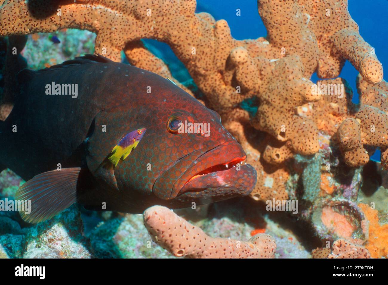 Coney grouper [Cephalopholis fulva] with a juvenile Spanish hogfish ...