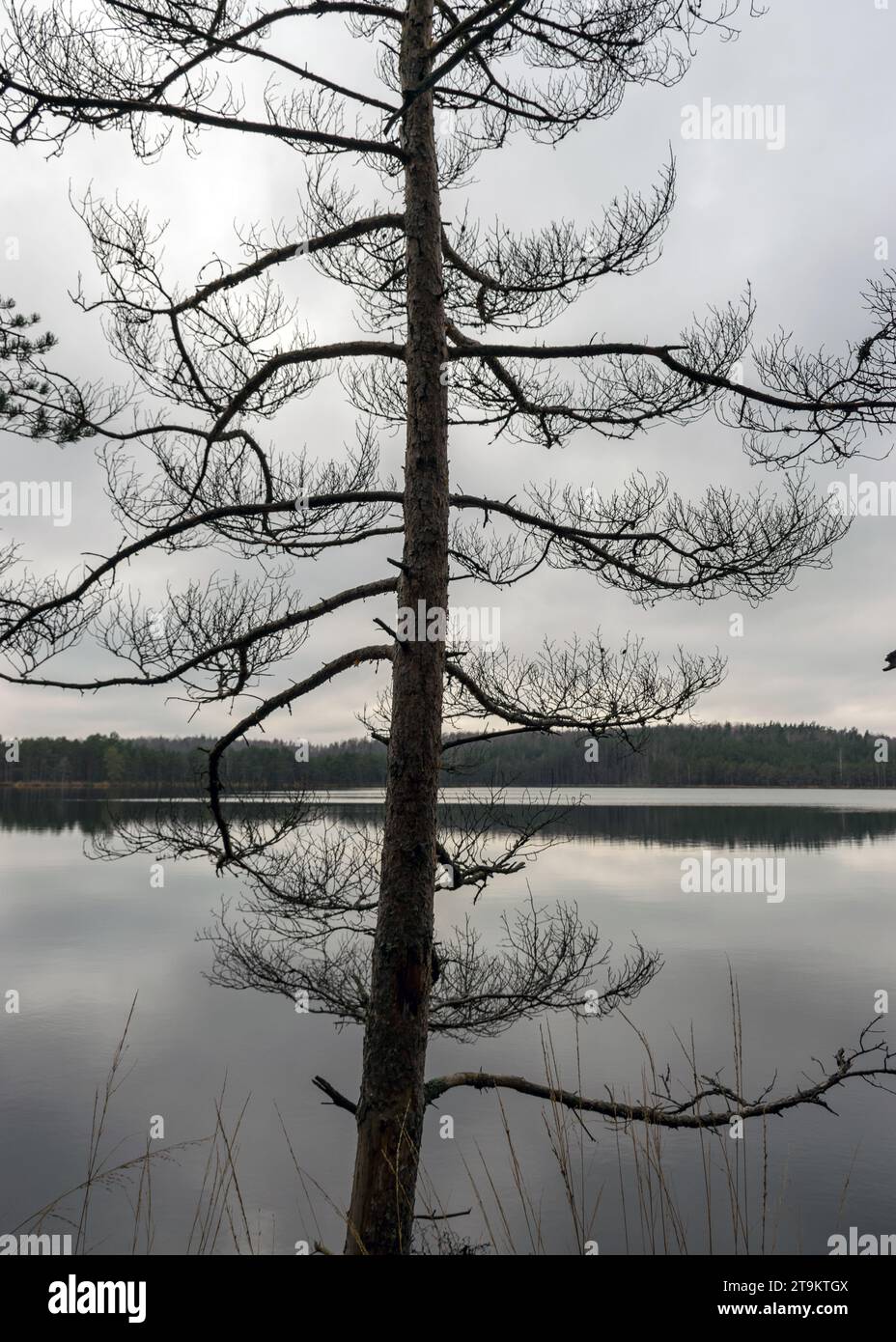 abstract silhouettes of old dead tree branches, branch texture ...