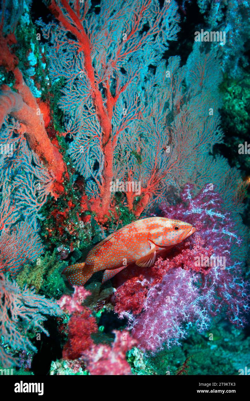 Coral hind (Cephalopholis miniata) over coral reef with Sea fan and ...