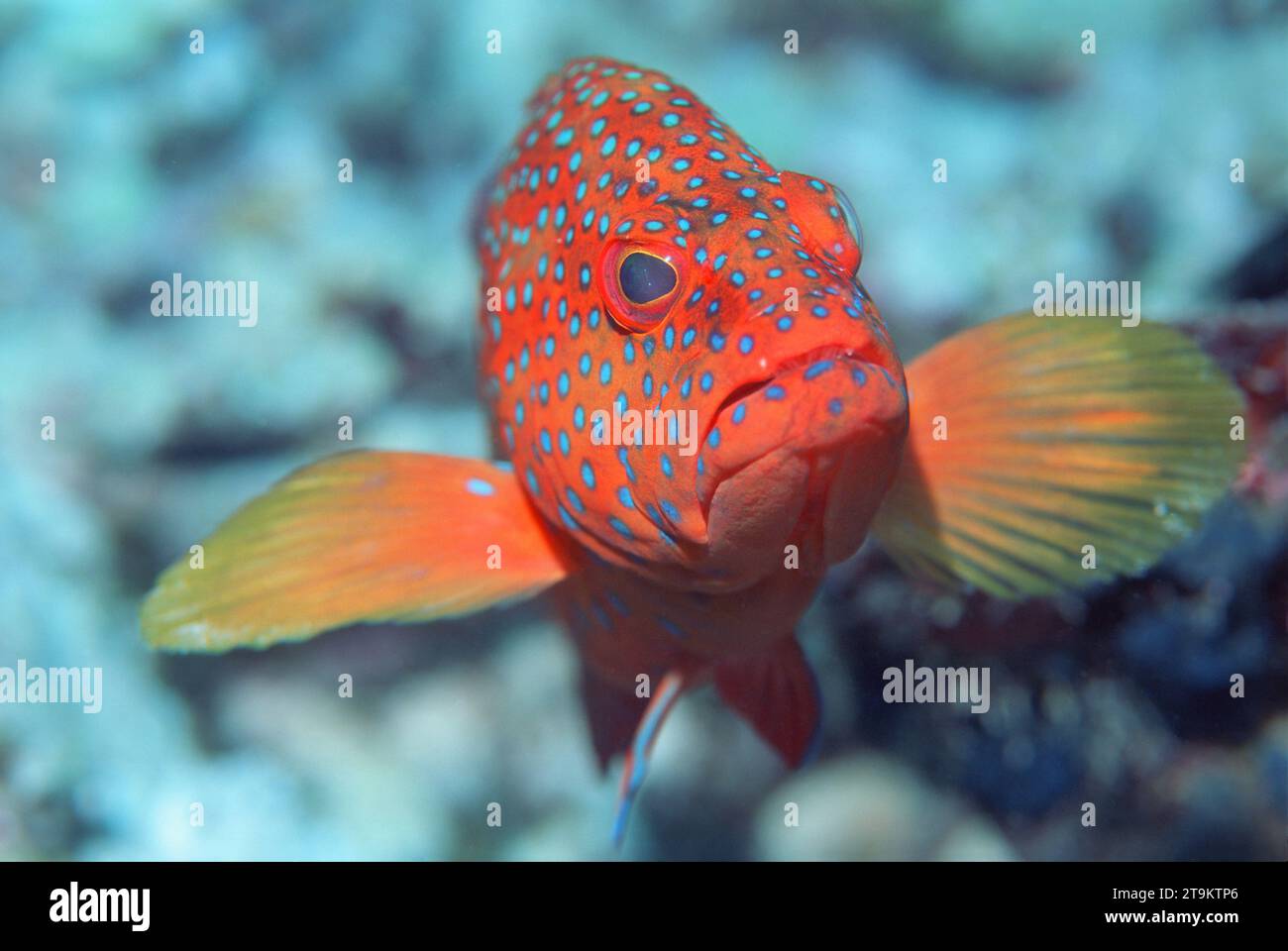 Coral hind (Cephlopholus miniata). Red Sea, Egypt Stock Photo - Alamy