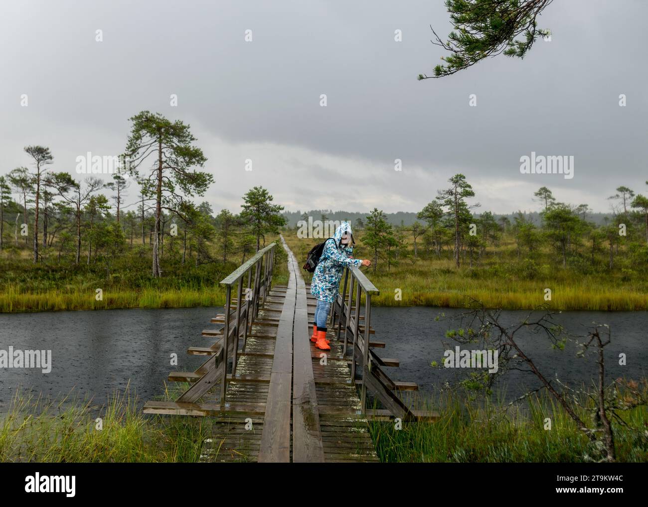 traditional bog landscape with wet trees, grass and bog moss in the ...