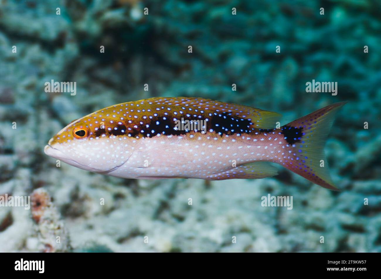 Lyretail grouper (Variola louti) juvenile. Misool, Raja Ampat, West ...