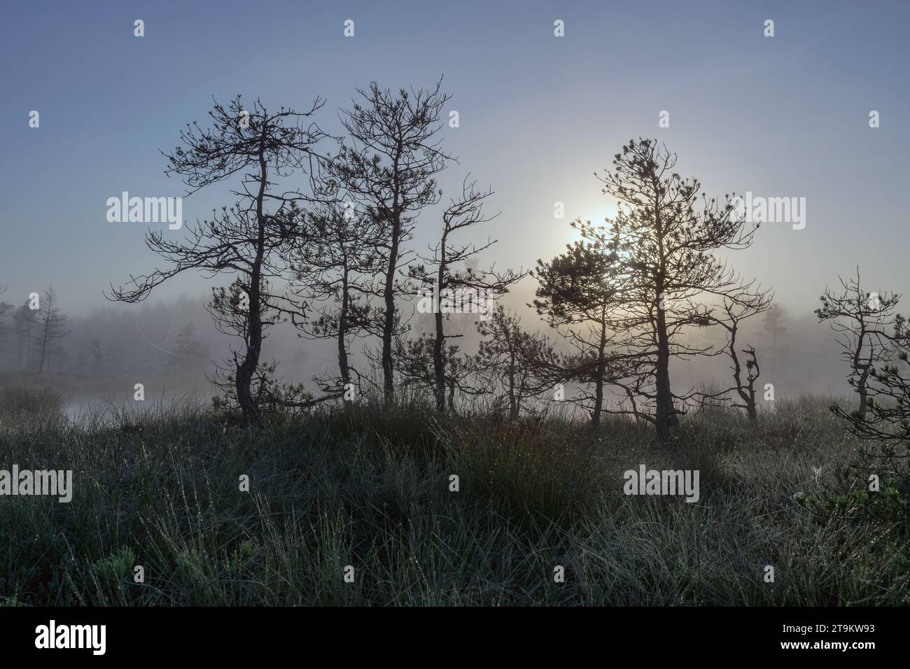 misty mire landscape with swamp pines and traditional mire vegetation ...