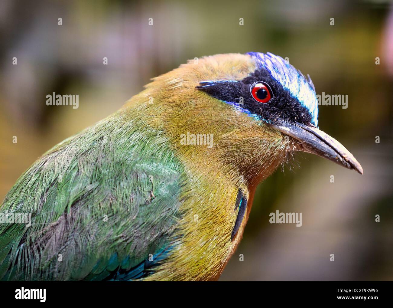Immerse yourself in the vibrant hues of the Amazonian Motmot (Momotus ...