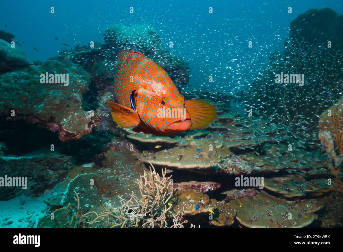 Coral hind (Cephalopholis miniata) with Bluestreak cleaner wrasse ...
