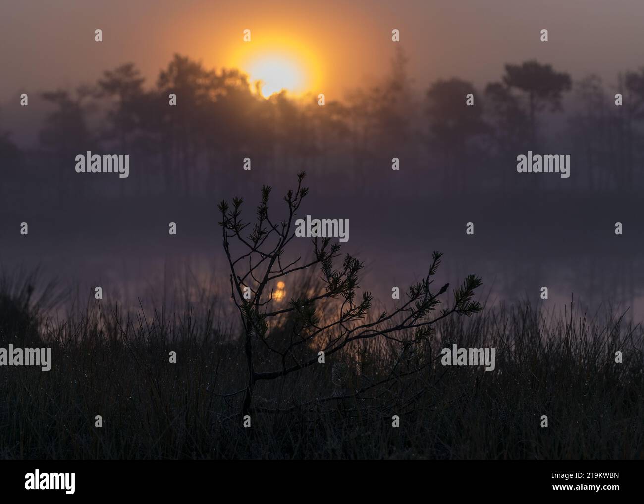 tree branch silhouettes at sunrise, backlight, misty bog landscape with ...