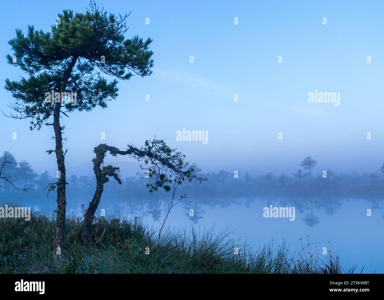 misty mire landscape with swamp pines and traditional mire vegetation ...