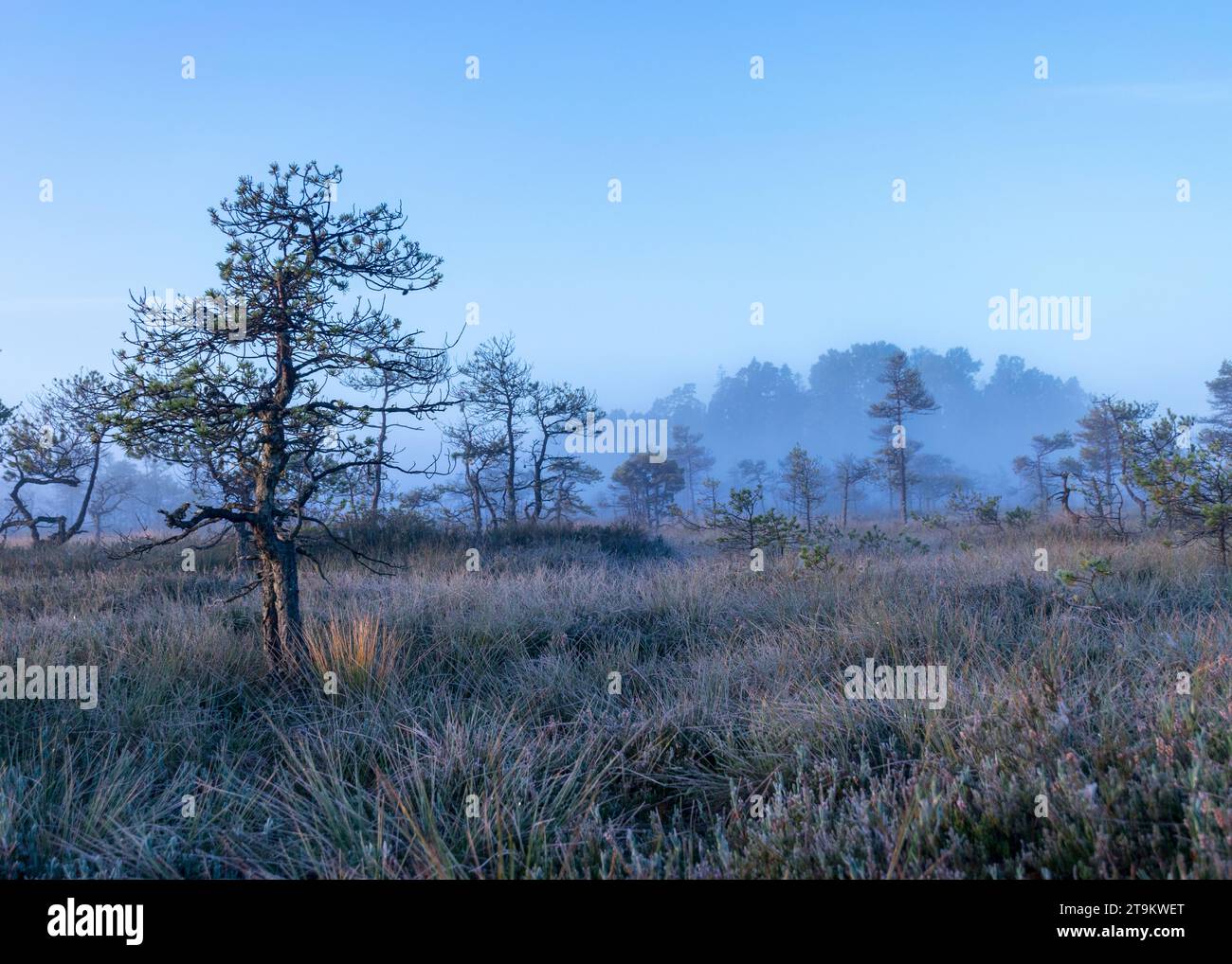 misty mire landscape with swamp pines and traditional mire vegetation ...