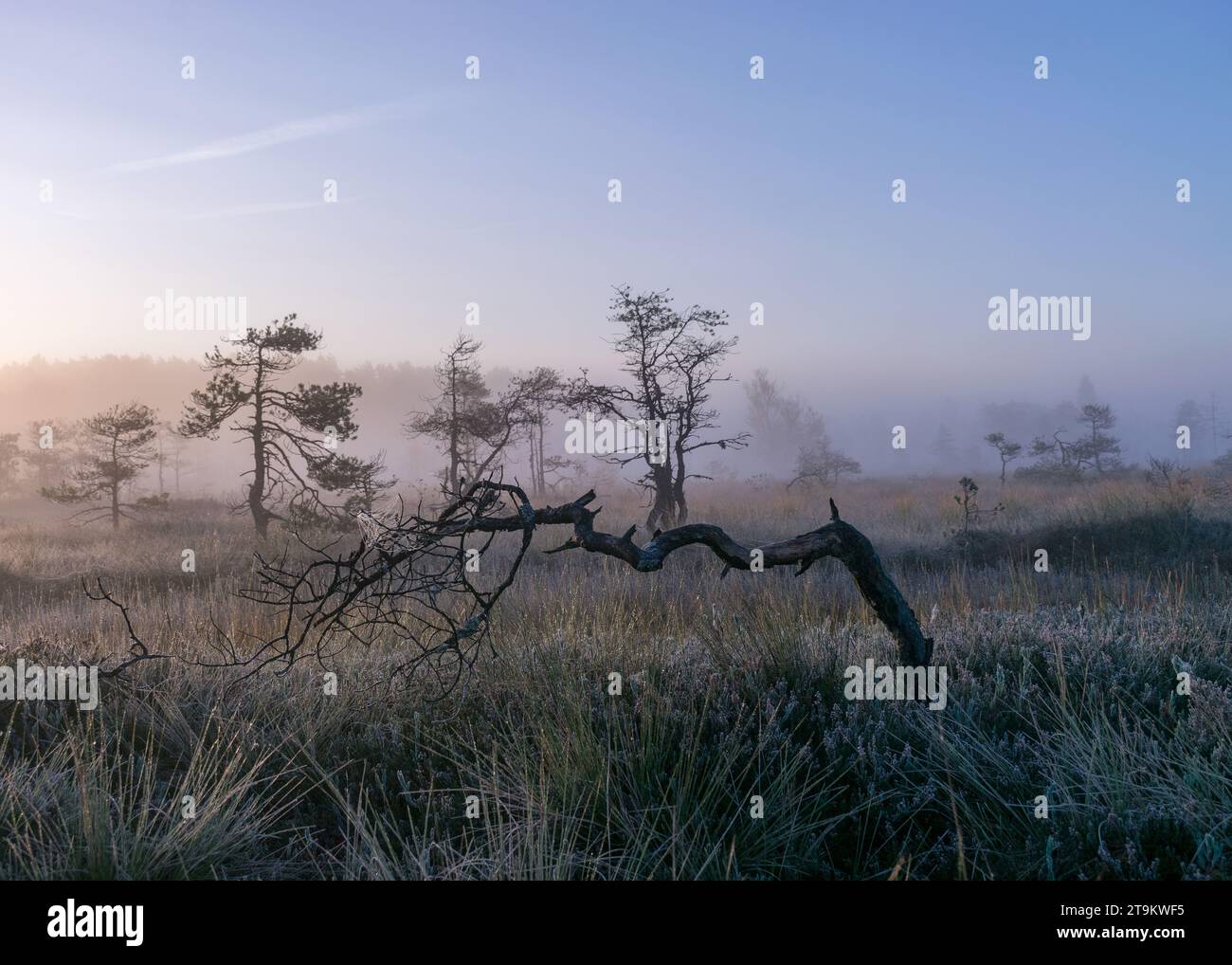 misty mire landscape with swamp pines and traditional mire vegetation ...