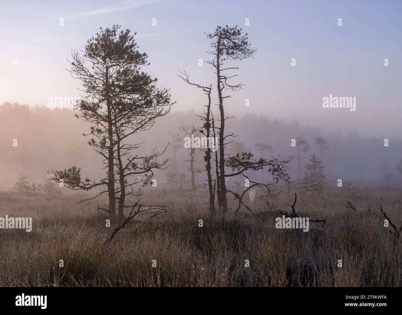 misty mire landscape with swamp pines and traditional mire vegetation ...