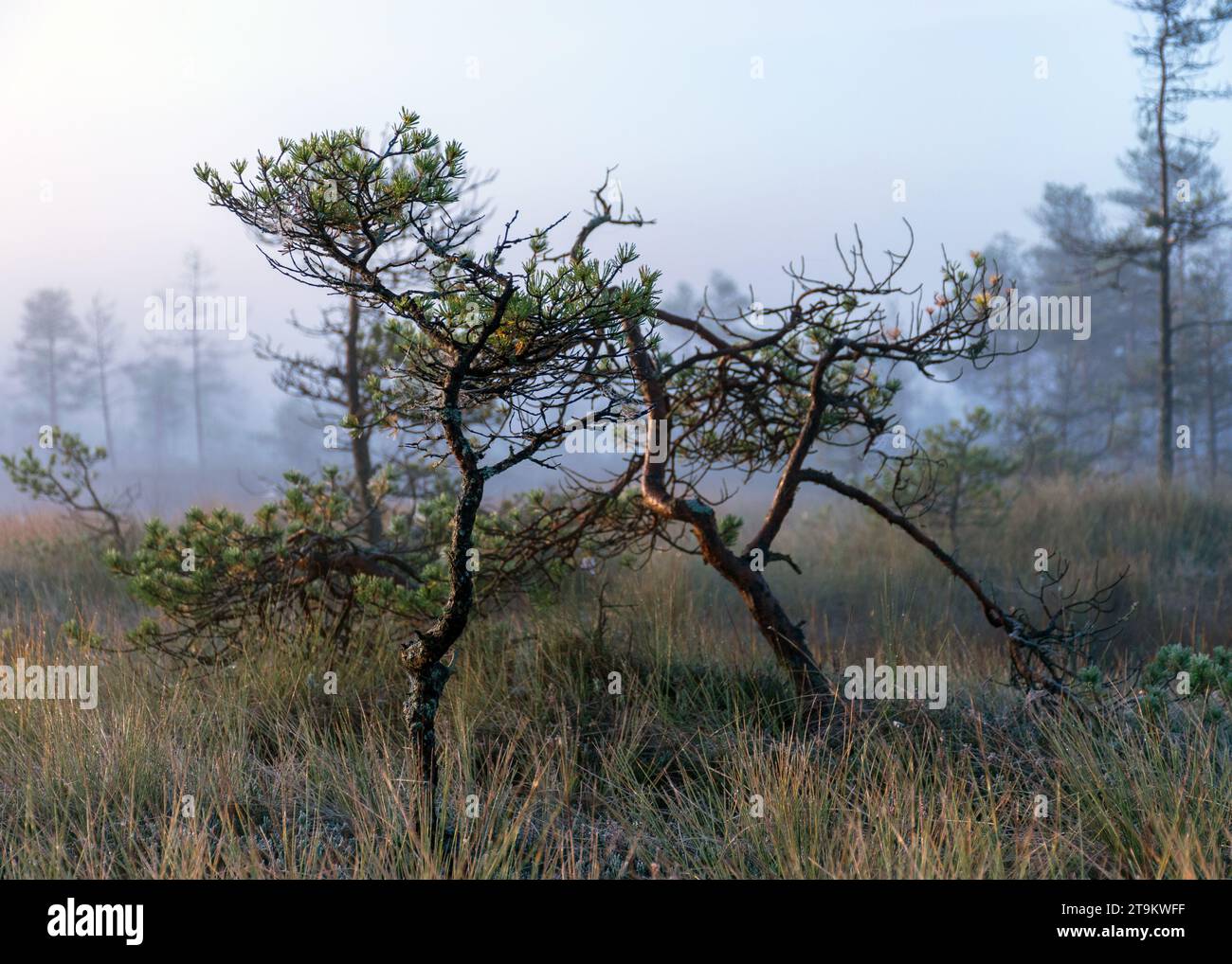 misty mire landscape with swamp pines and traditional mire vegetation ...