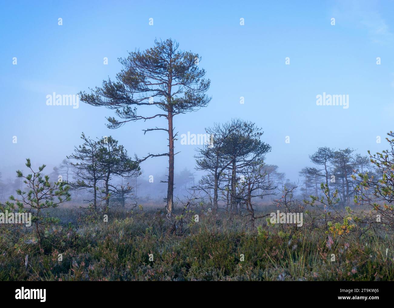 misty mire landscape with swamp pines and traditional mire vegetation ...