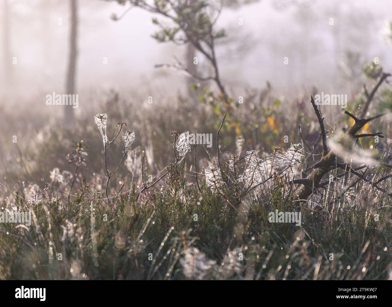 misty mire landscape with swamp pines and traditional mire vegetation ...