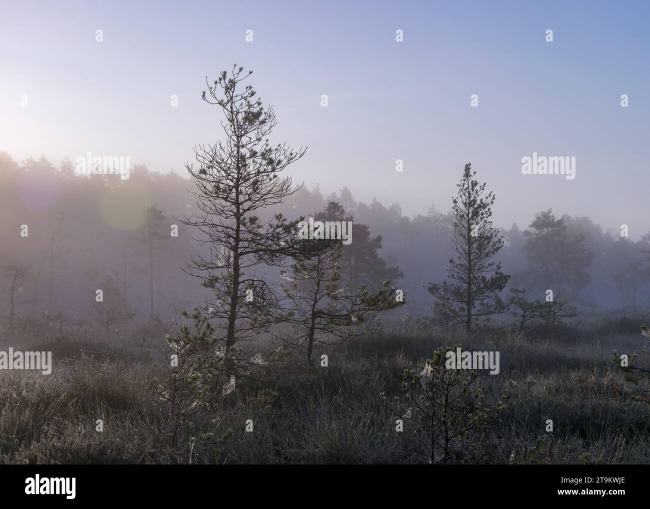 misty mire landscape with swamp pines and traditional mire vegetation ...