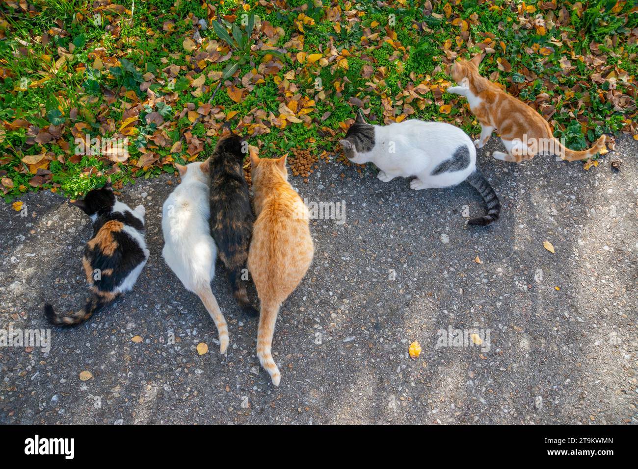 Group of stray cats eating Stock Photo - Alamy