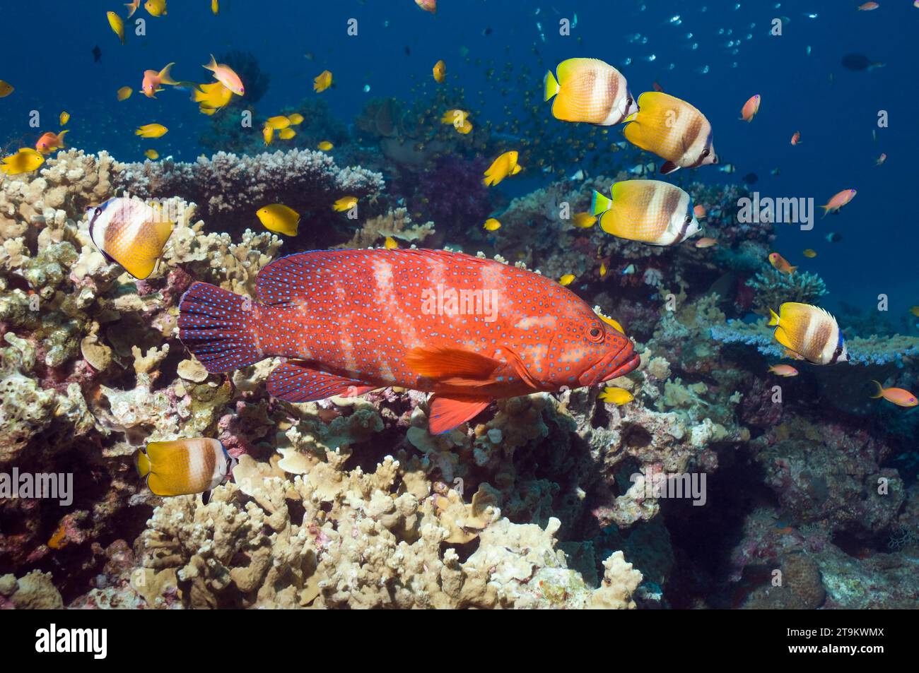 Coral hind (Cephalopholus miniata) over coral reef with Klein's ...