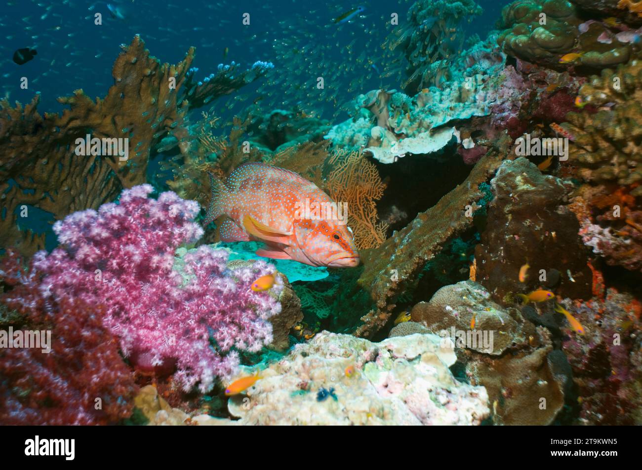 Coral hind (Cephalopholis miniata) on coral reef with soft corals ...