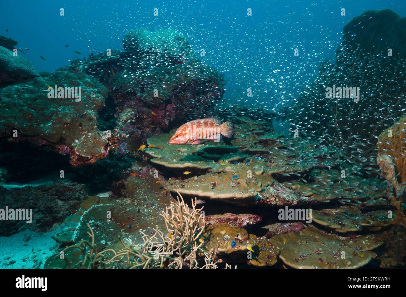 Miniatus grouper cephalopholis miniata hi-res stock photography and ...