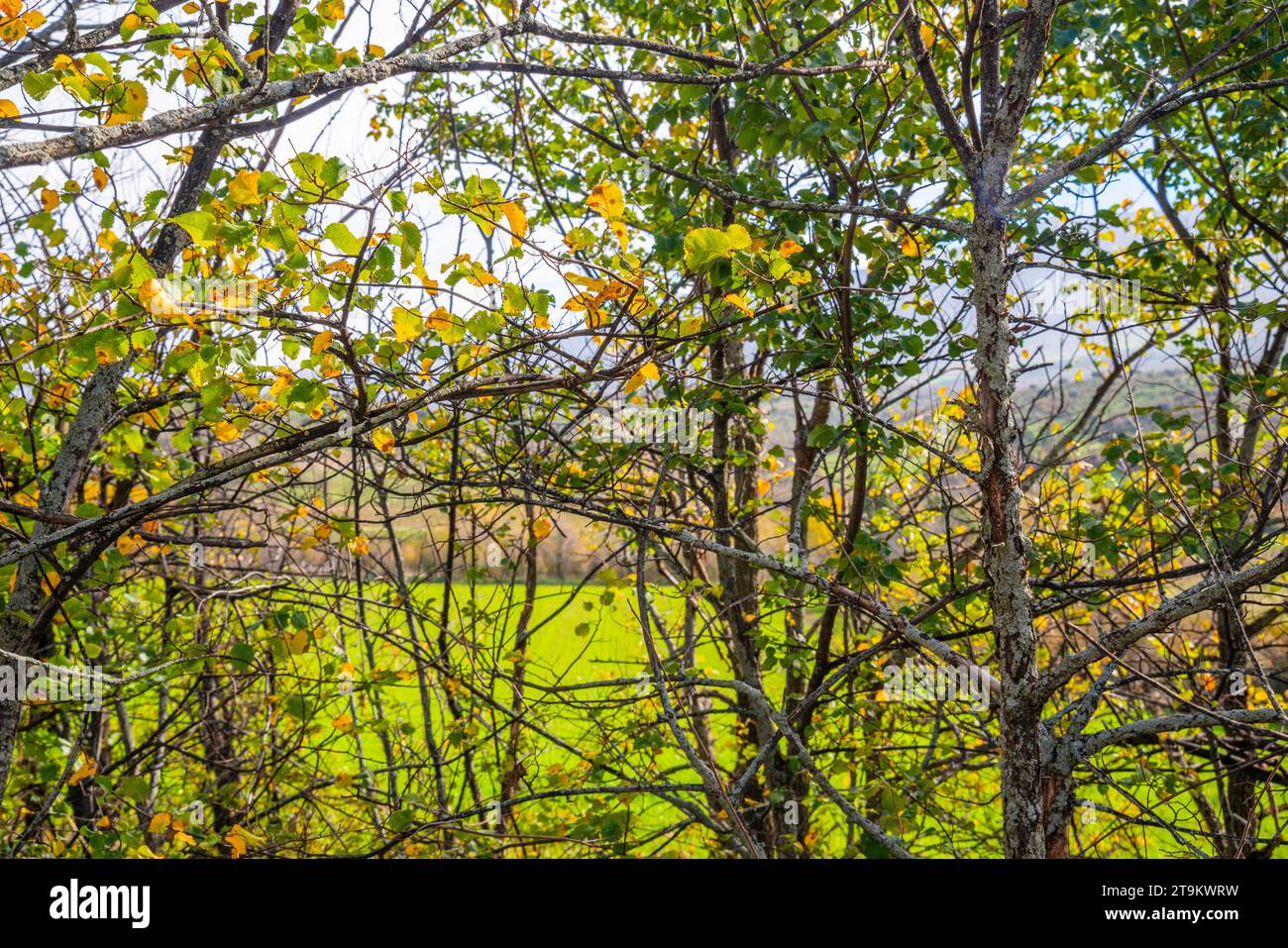 Branches of deciduous tree in Autumn Stock Photo - Alamy