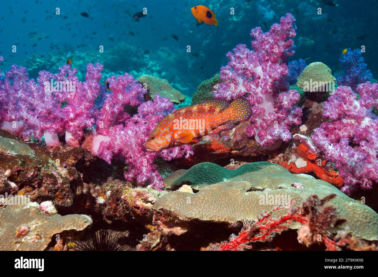 Coral hind (Cephalopholis miniata) on coral reef with soft corals ...