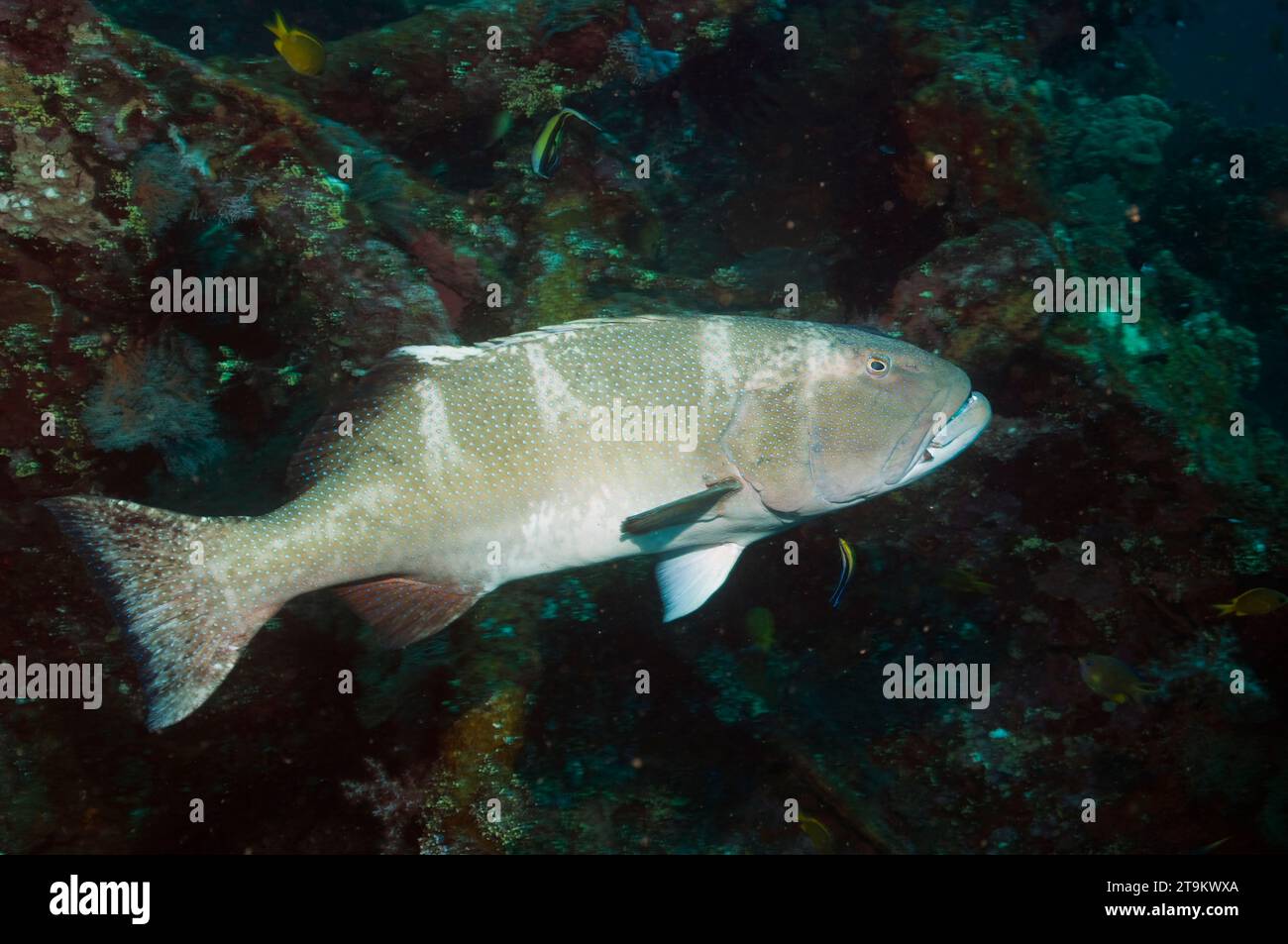 Coral trout hi-res stock photography and images - Alamy