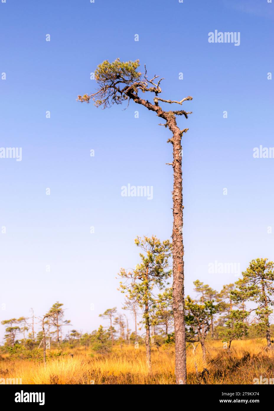 swamp landscape, bog vegetation painted in autumn, grass, moss covers ...