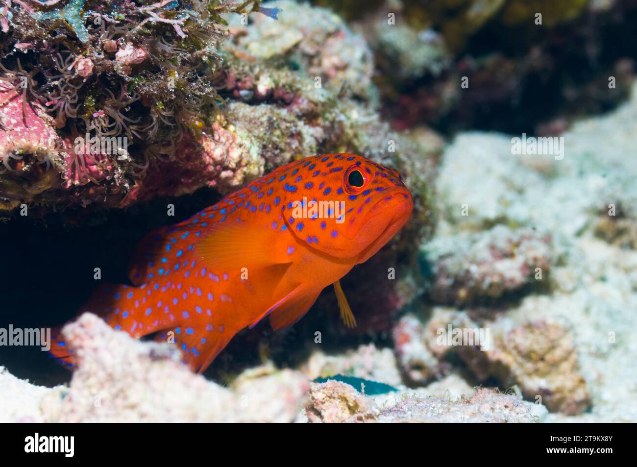 Coral hind (Cephalopholus miniata) juvenile. Raja Ampat, West Papua ...