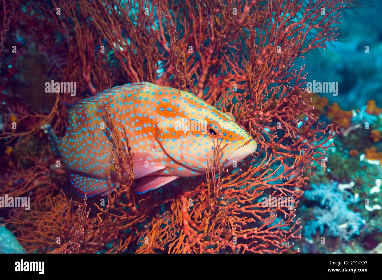 Coral hind (Cephalopholus miniata). Raja Ampat, West Papua, Indonesia ...