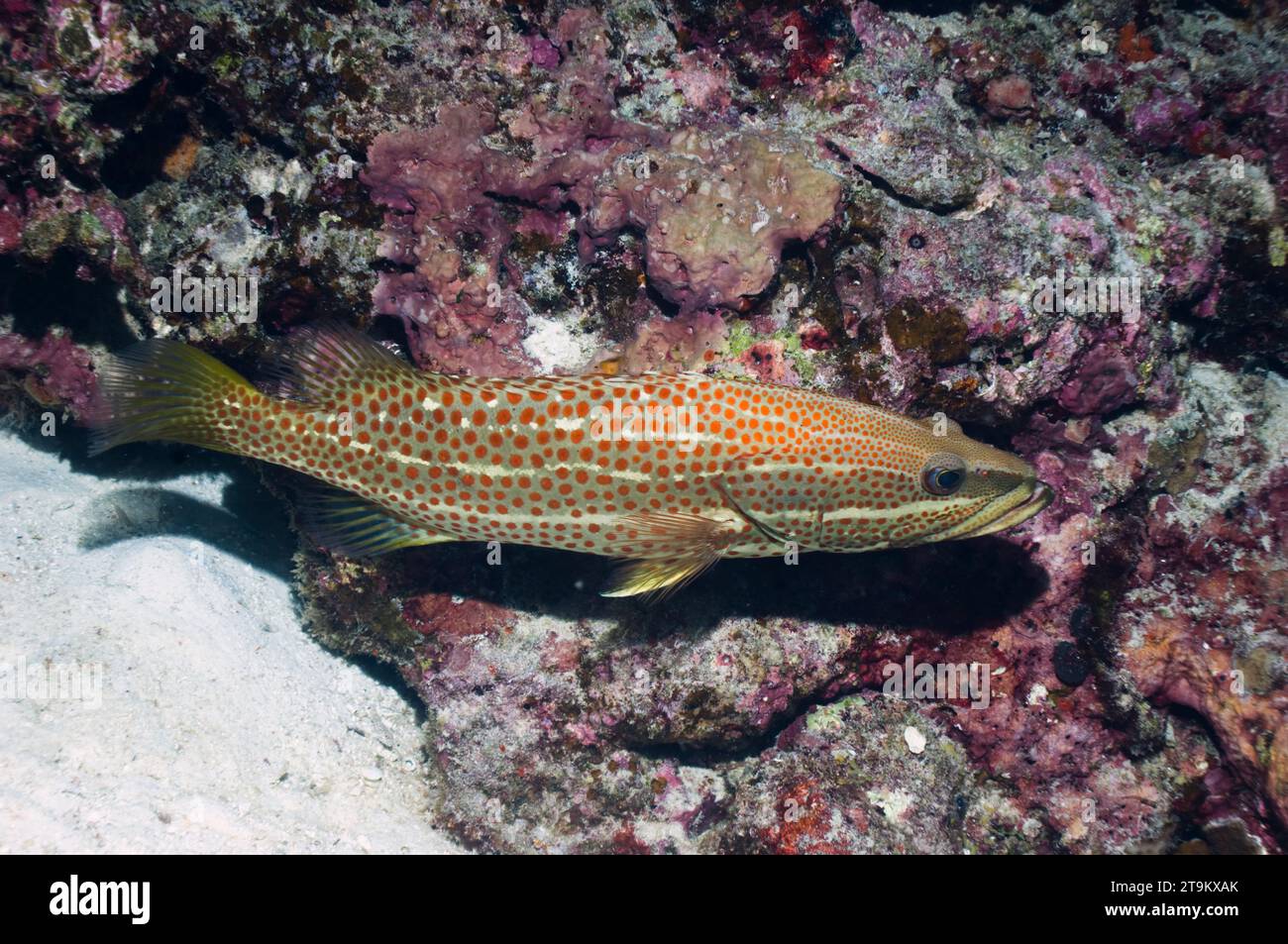 Slender grouper (Anyperodon leucogrammicus). Andaman Sea, Thailand ...