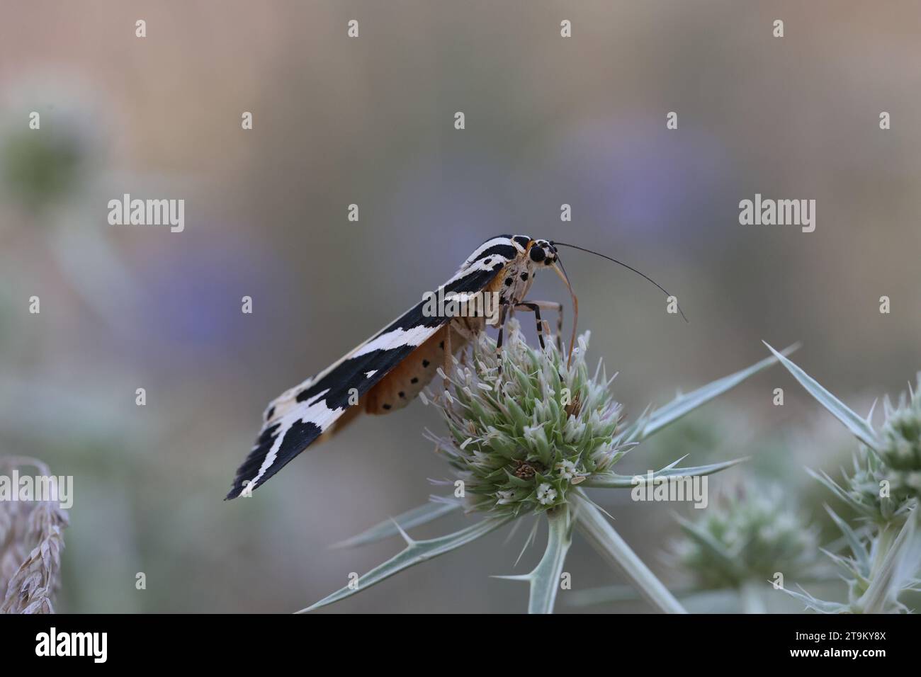 Jersey Tiger moth pollinating a flower Stock Photo - Alamy