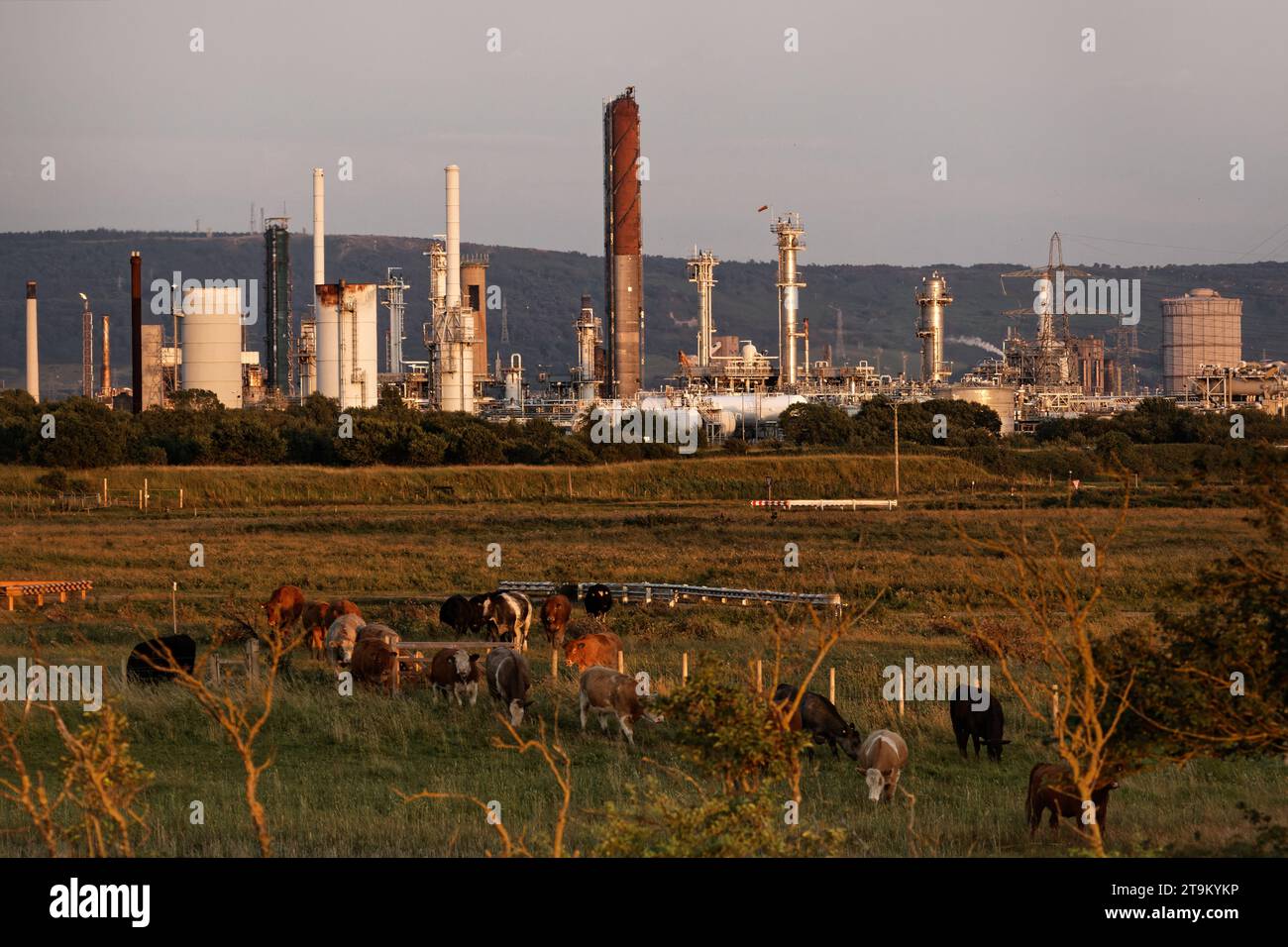 Cows, meadows, and a petrochemical plant in Teesside, North East ...