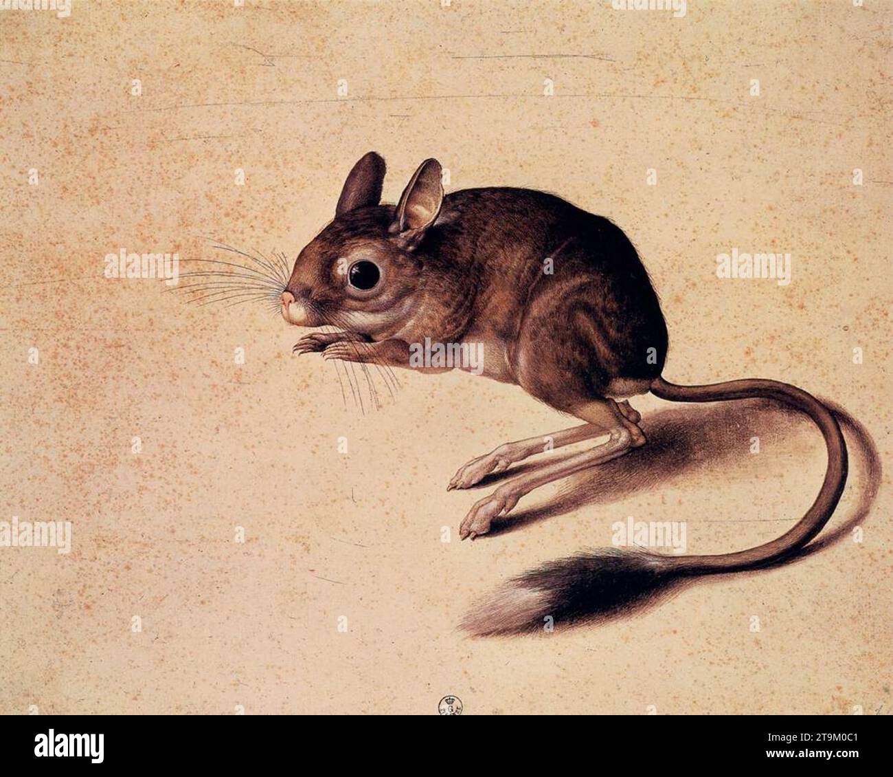 Ligozzi hi-res stock photography and images - Alamy