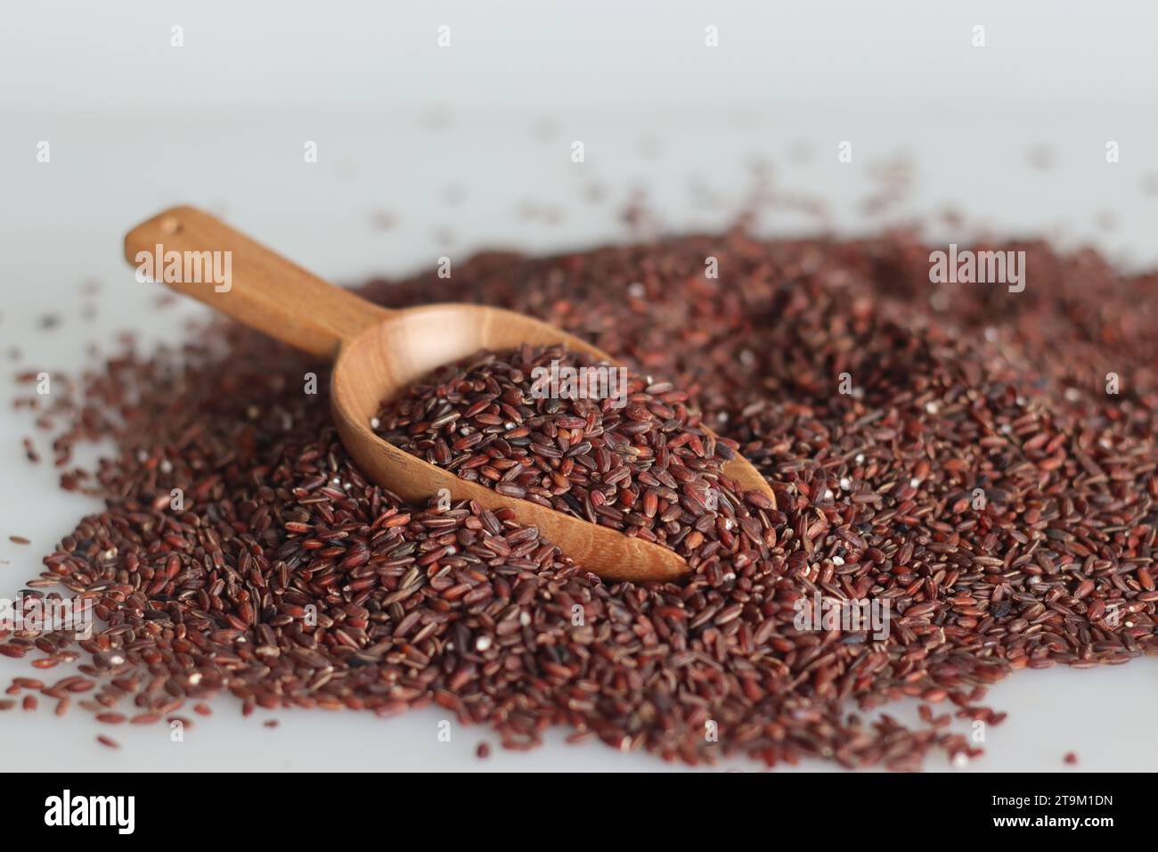 Poongar rice grains. It is a traditional unpolished red rice variety ...