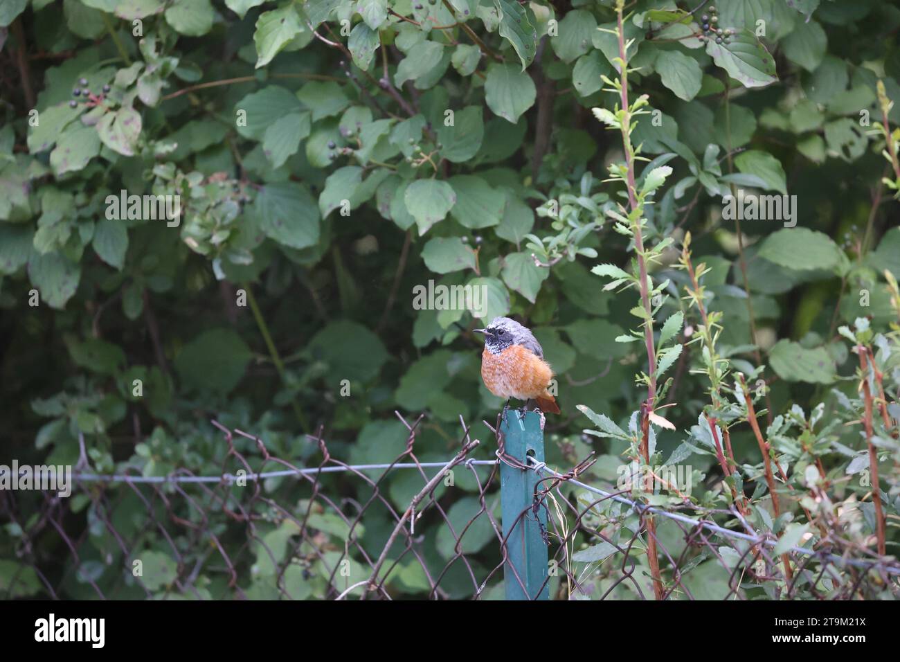 common redstart male sitting on a fence Stock Photo - Alamy