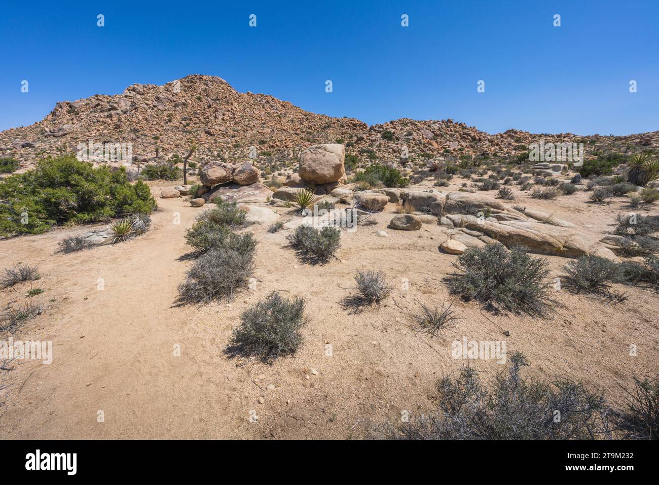 hiking the lost horse mine loop trail in joshua tree national park in ...