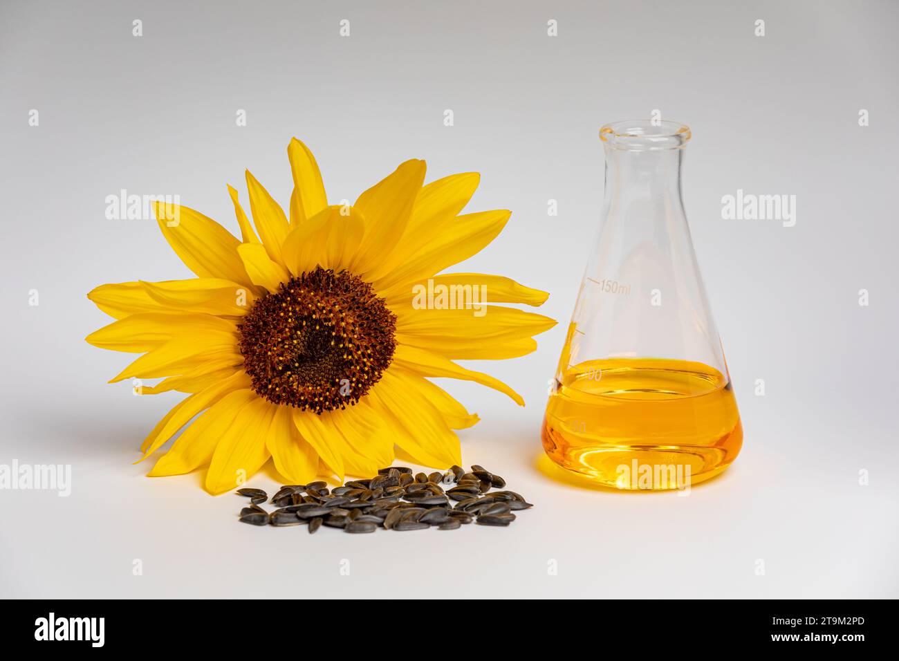 Sunflower seeds and oil in beaker. Sunflower oil biofuel, production ...