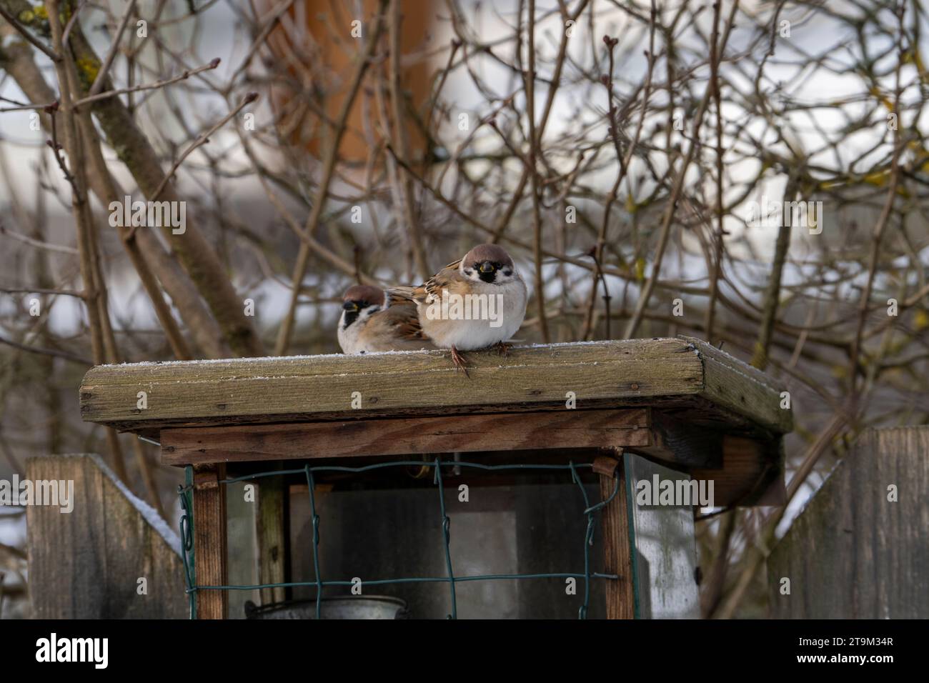 Passer montanus Family Passeridae Genus Passer Eurasian tree sparrow ...